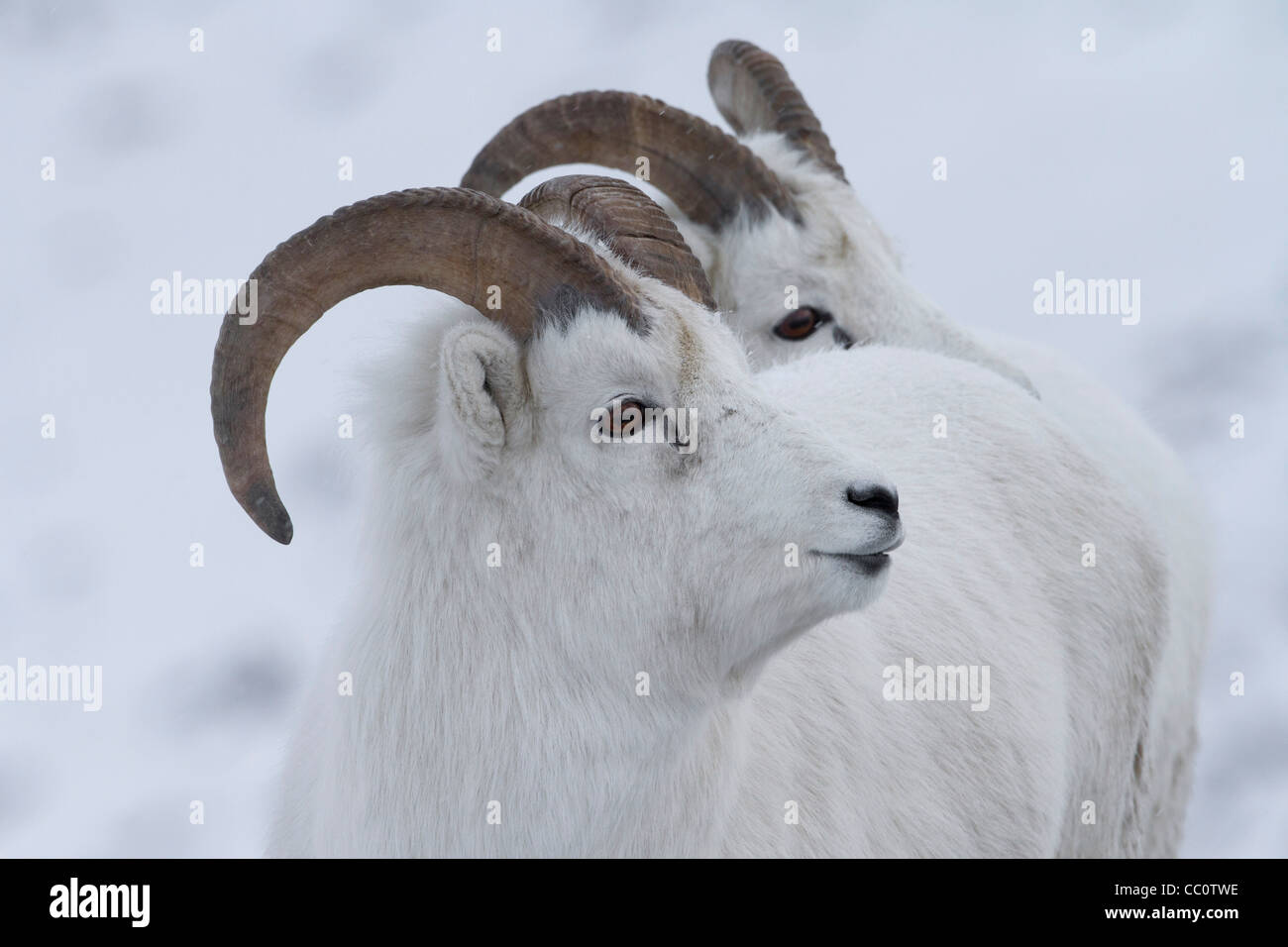 Two dall sheep hi-res stock photography and images - Alamy