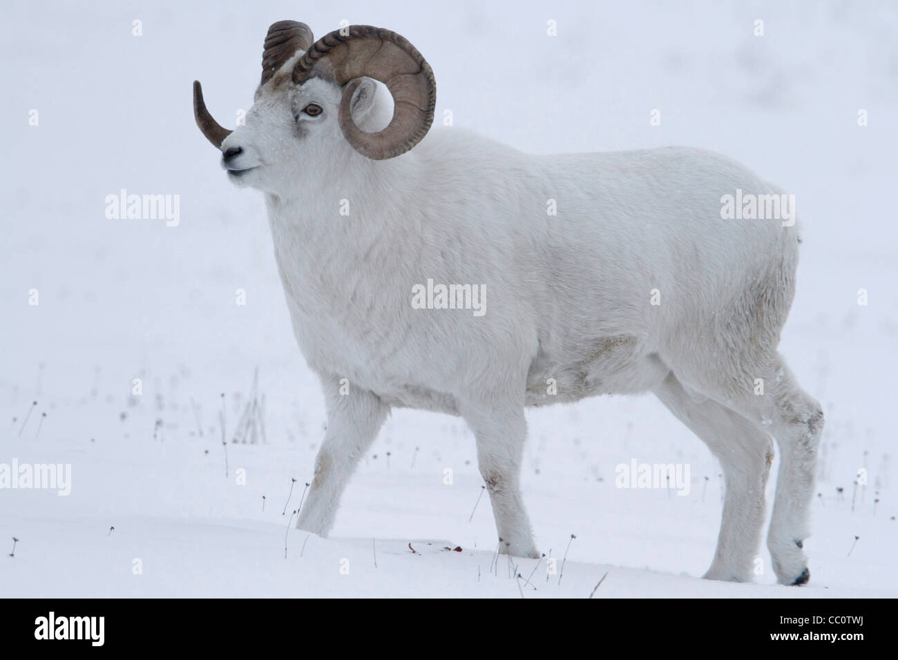 Dall Sheep (Ovis dalli) ram in snow in Atigun Pass, Brooks Range ...