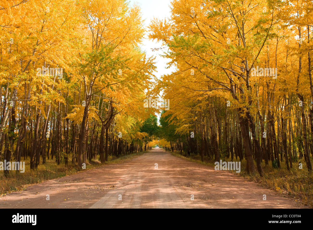 Road lined with trees in autumn Stock Photo - Alamy