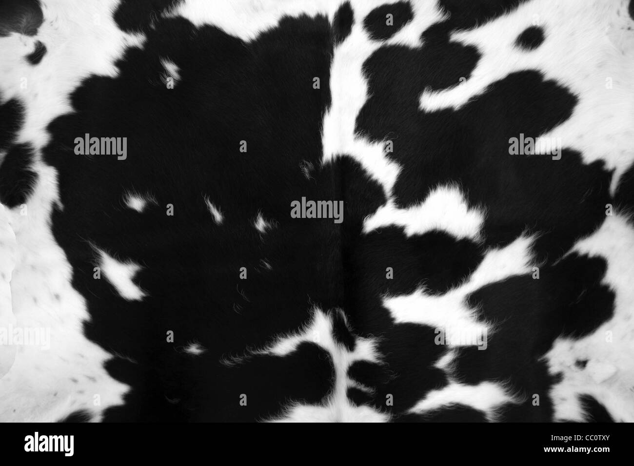 Cowhide Background High Resolution Stock Photography and Images - Alamy