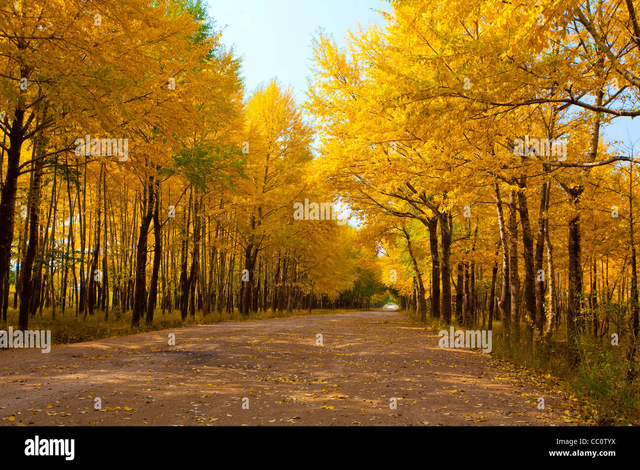 Road lined with trees in autumn Stock Photo - Alamy