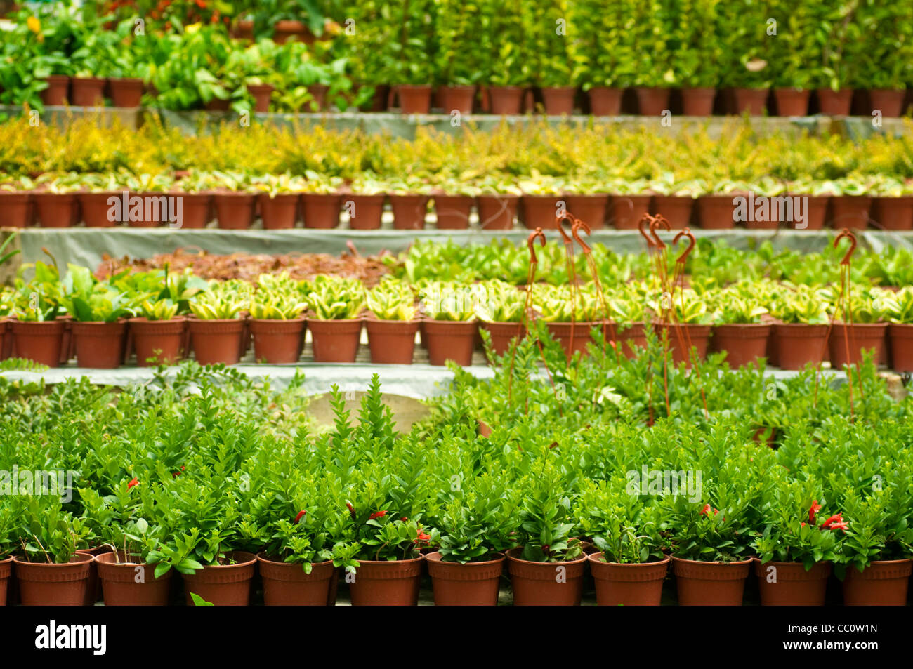 Many plant selling in greenhouse Stock Photo - Alamy
