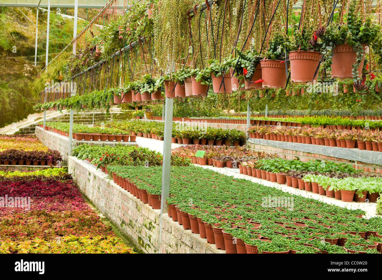 Many plant selling in greenhouse Stock Photo - Alamy