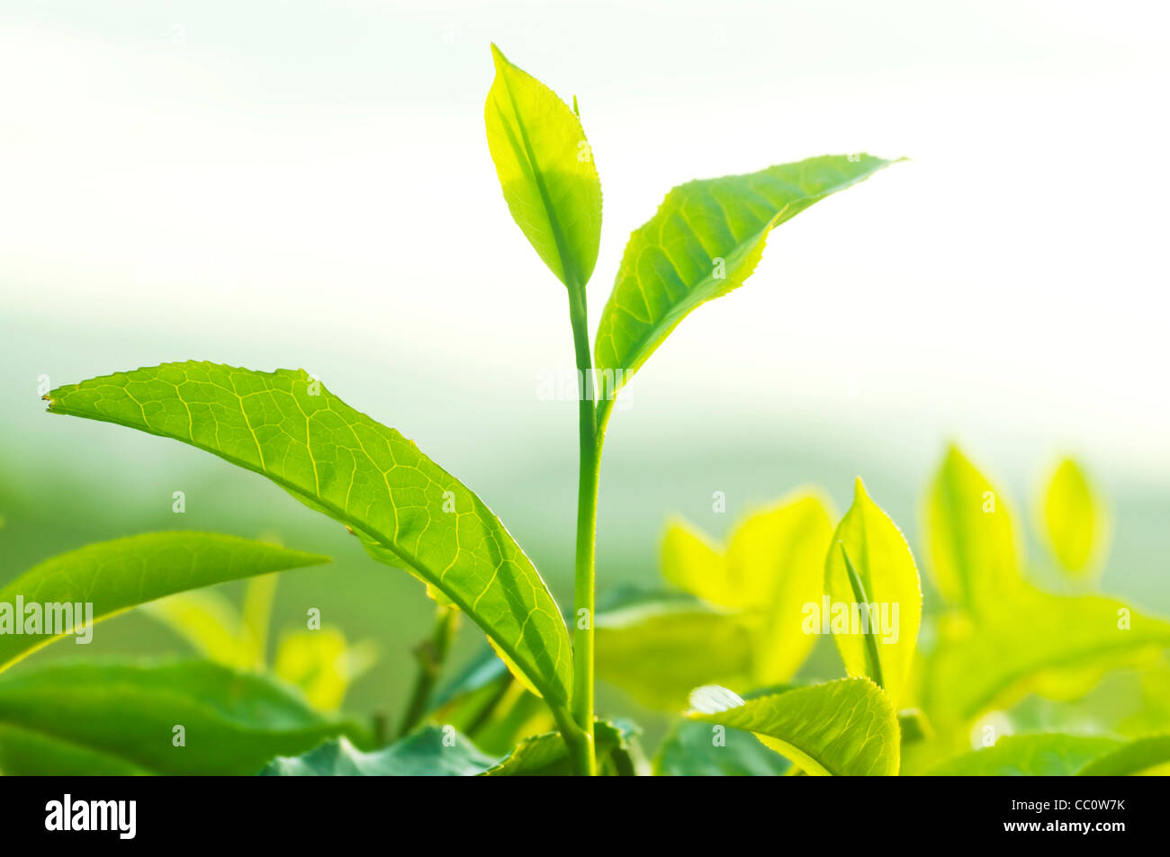Close up tea leaves with morning sunlight Stock Photo - Alamy