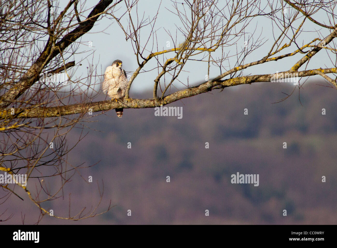 A Peregrine Falcon resting on a branch Stock Photo - Alamy
