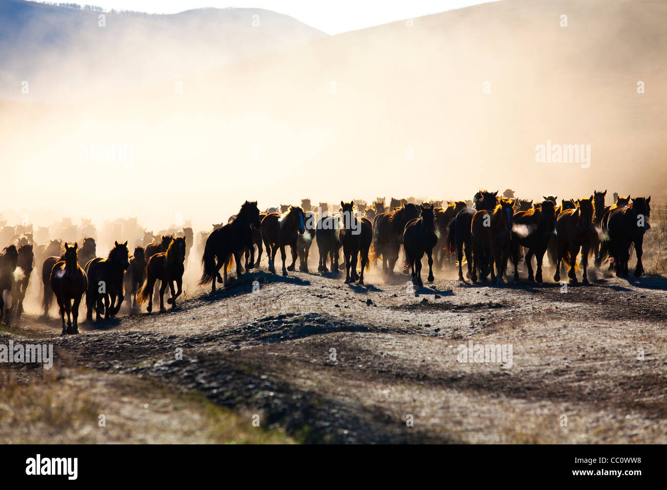 Herded wild horses hi-res stock photography and images - Alamy