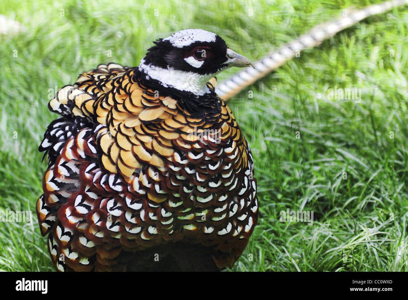 Partridge bird hi-res stock photography and images - Alamy
