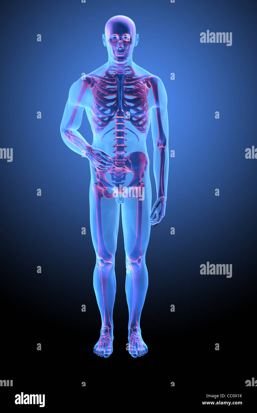 Medical anatomy skeleton hi-res stock photography and images - Alamy