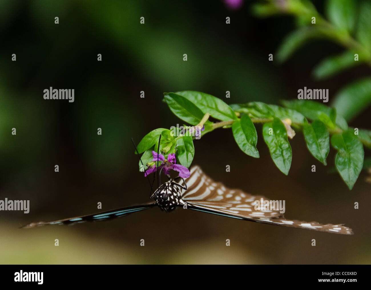 Nectar feeding insect hi-res stock photography and images - Alamy