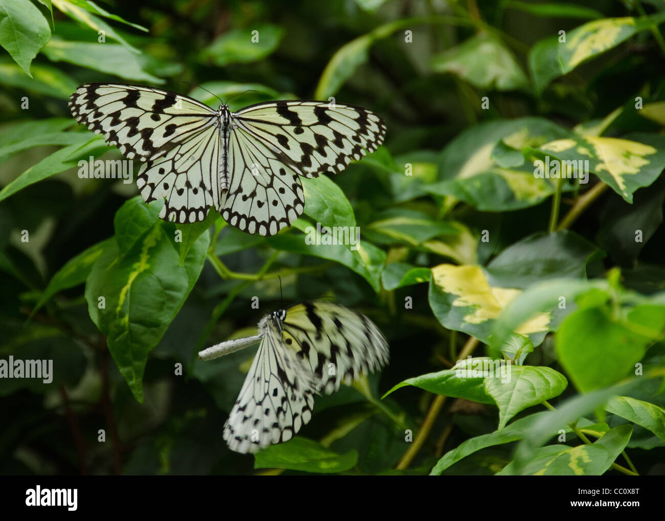 Two large Tree Nymph butterflies, Idea leuconoe, sitting and flying on ...