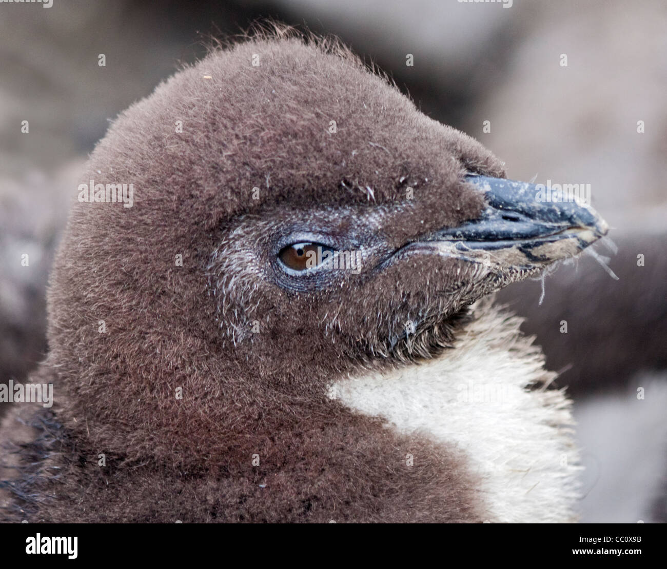 Rockhopper Penguin chick (eudyptes chrysocome), West Point Island ...