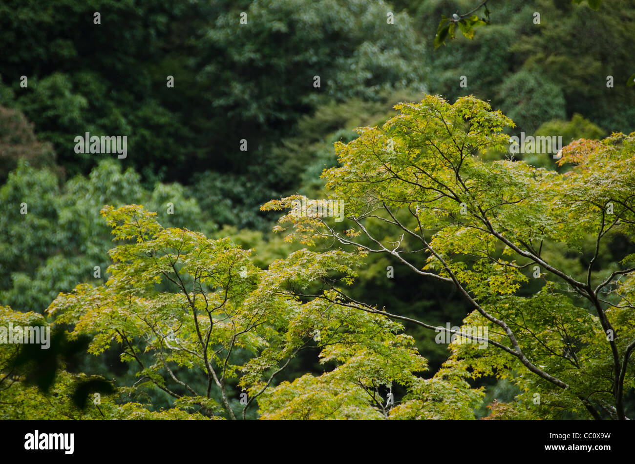 Japanese deciduous forest canopy as seen from a mountain in autumn in ...