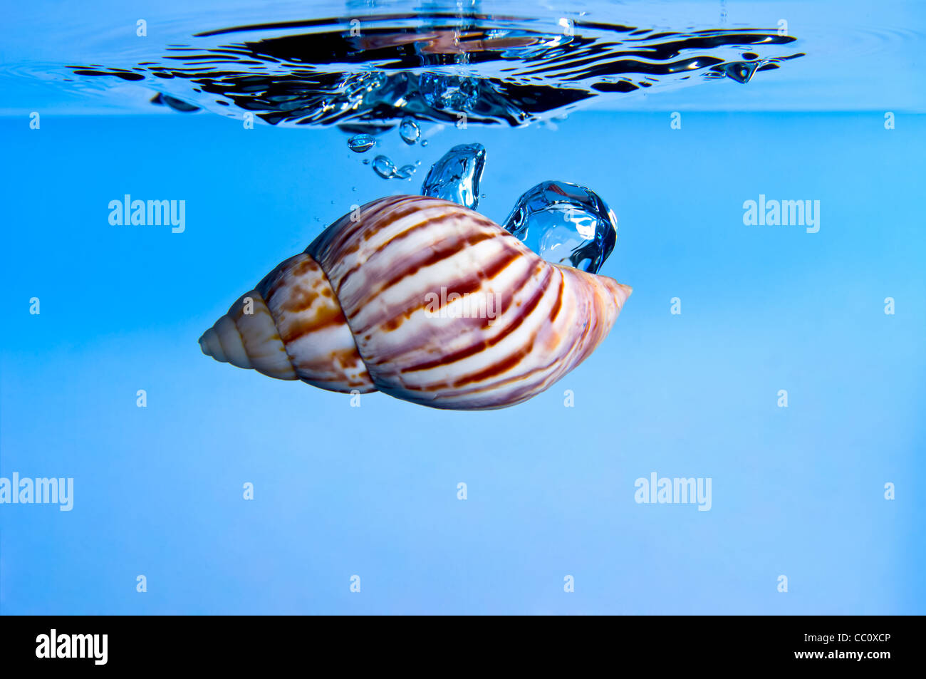 Drop of water shell hi-res stock photography and images - Alamy