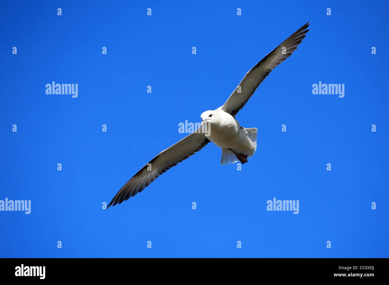 Seagull in flight. Sligo . Ireland Stock Photo - Alamy