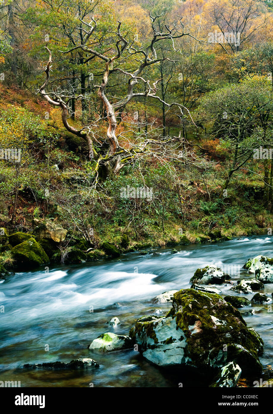 Dead Tree, River Derwent, Lake District Stock Photo - Alamy