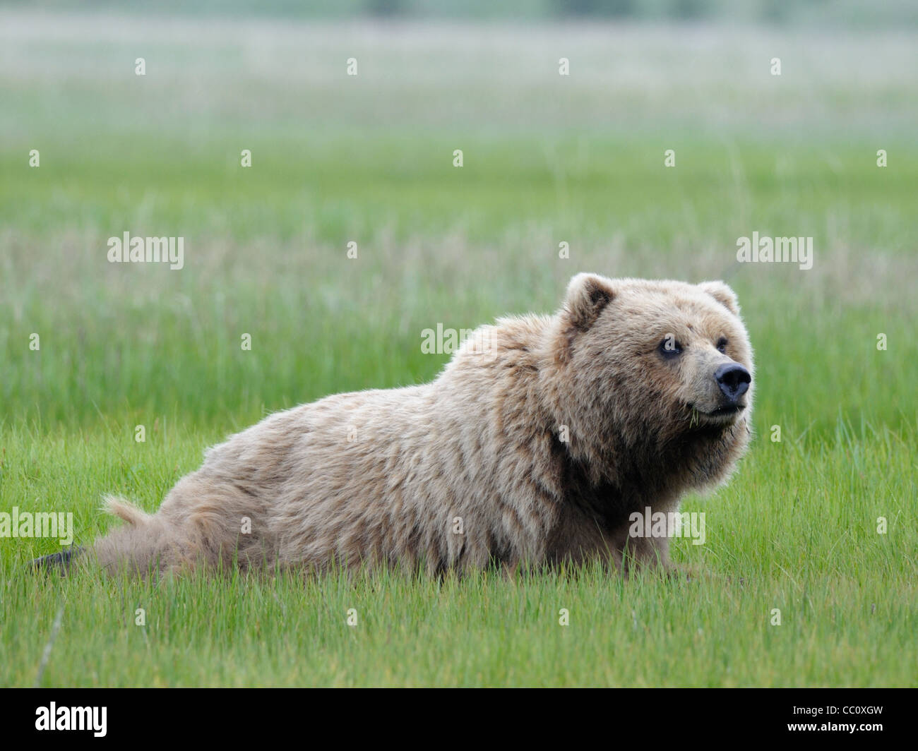 Brown Bear ( Ursus arctos ) A foraging female lies at rest in a Lake ...
