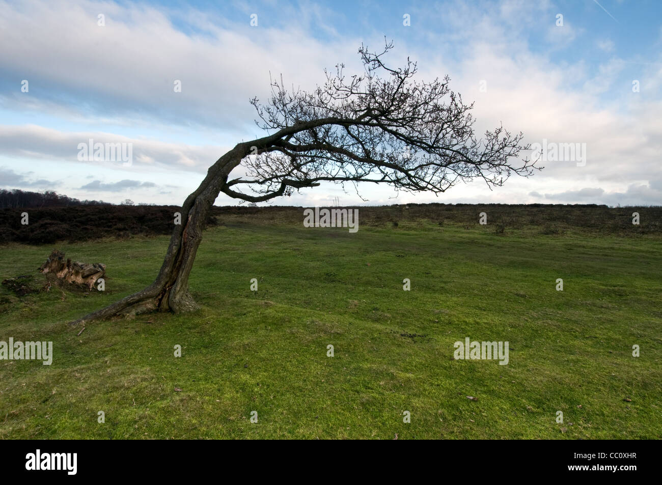 Tree on Stanton Moor Derbyshire affected by the prevailing wind Stock ...