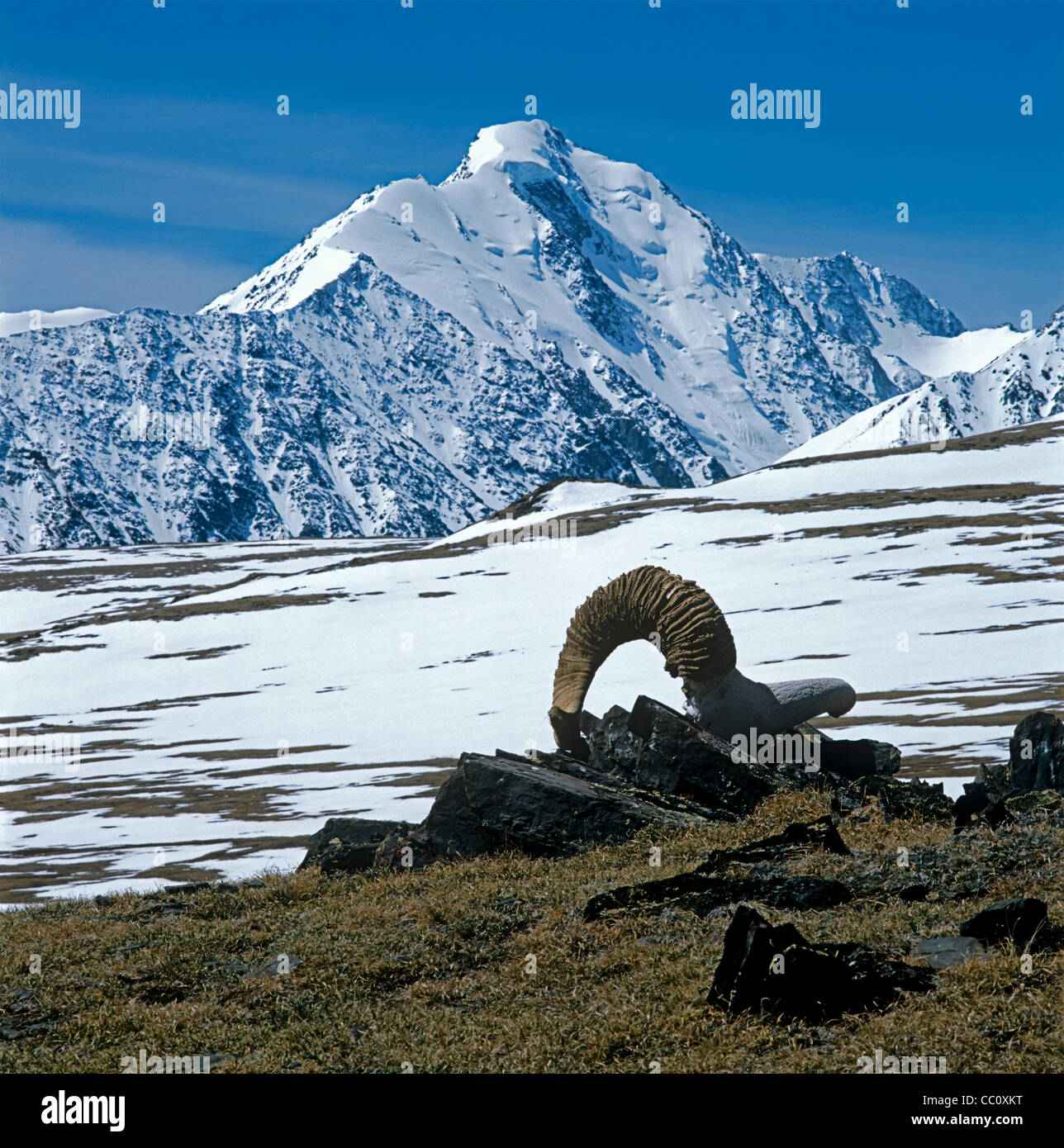 Old Argali horns and Altai mountains. Mongolia. Potanin Glacier Stock ...