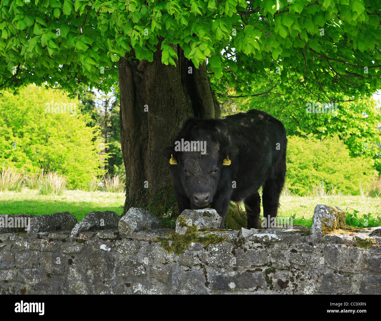 Young bull staring. Ireland Stock Photo - Alamy