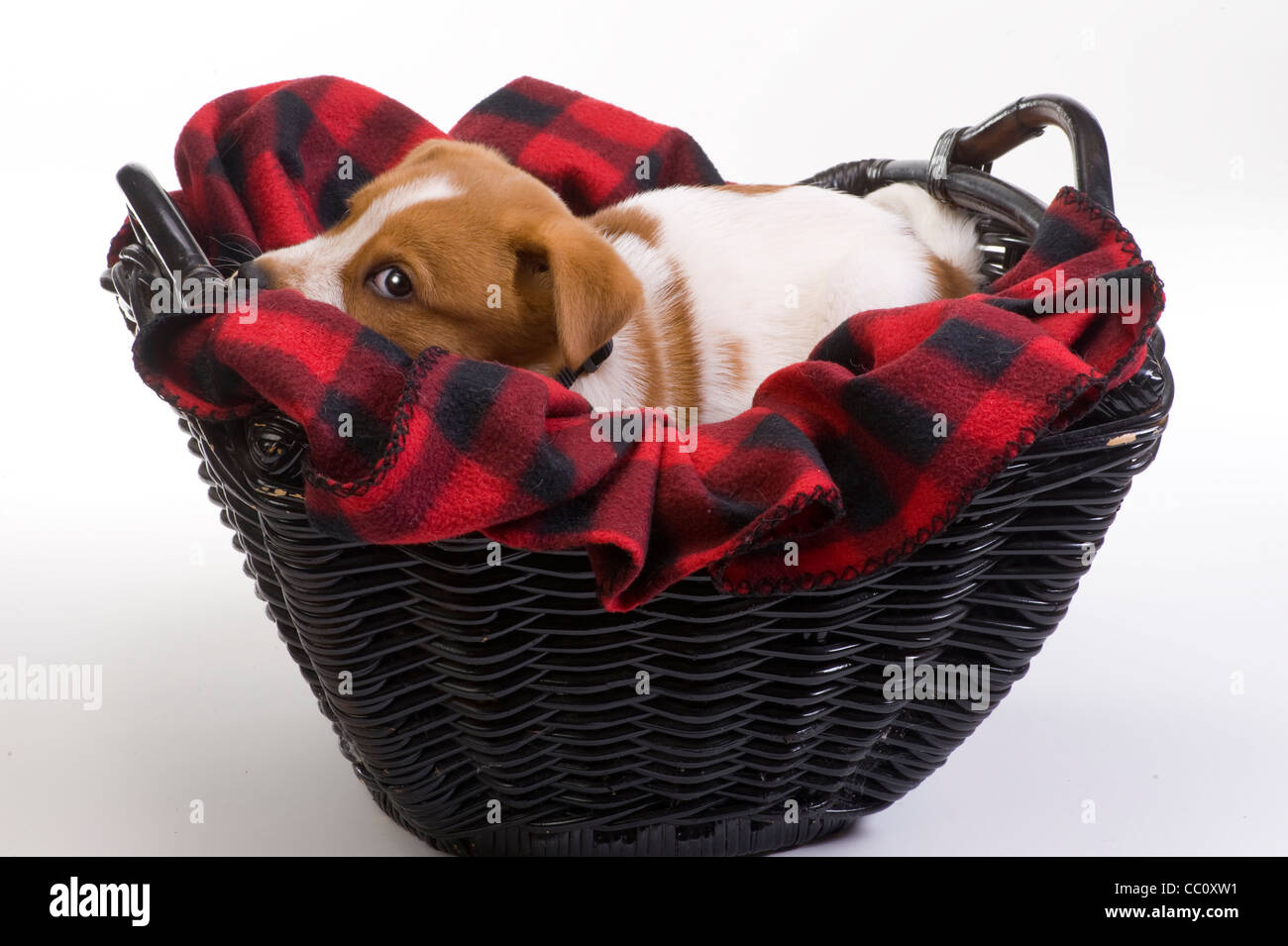 Texas Red Heeler Pup Nine Weeks Old Stock Photo - Alamy