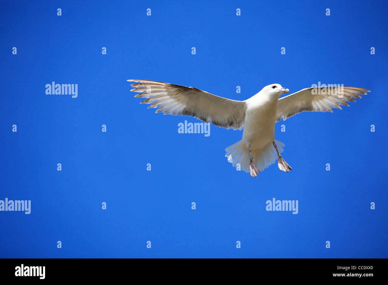 Seagull in flight. Sligo. Ireland Stock Photo - Alamy