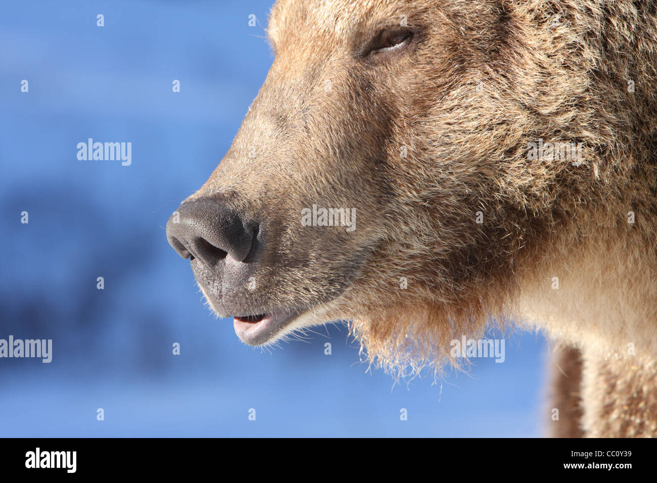 Grizzly bear mouth and eye Stock Photo - Alamy