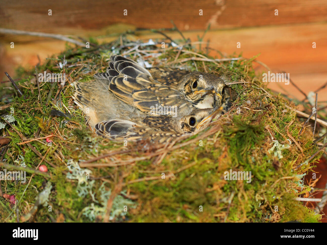 Thrush nest hi-res stock photography and images - Alamy