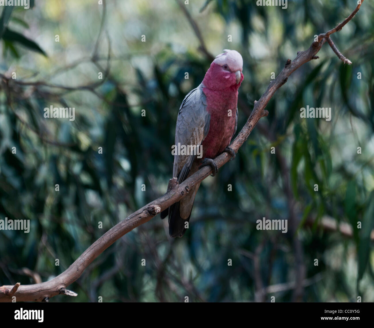 A wild, rose and silver Galah, an Australian cockatoo, perches in a ...