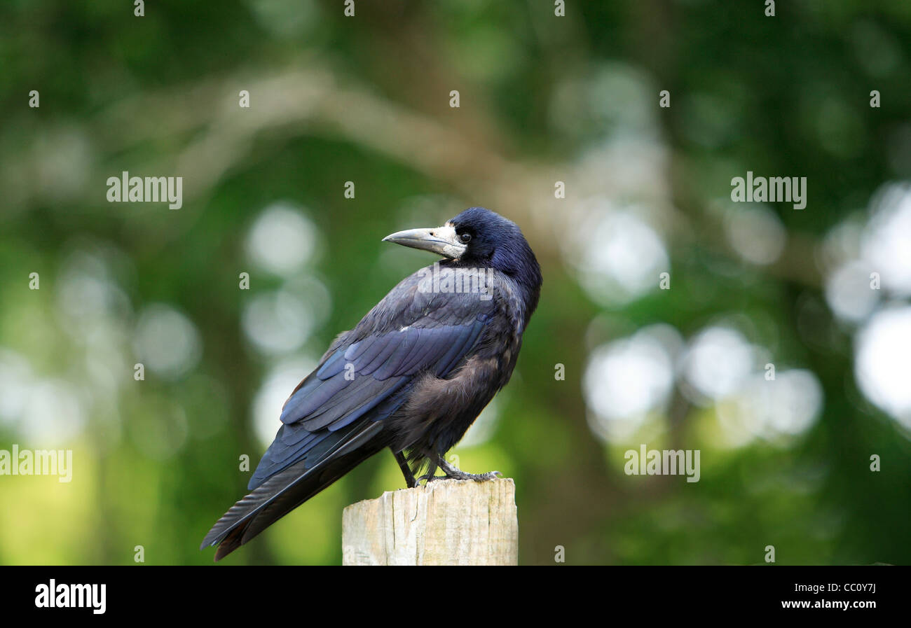 Rook with head twisted backways. Ireland Stock Photo - Alamy