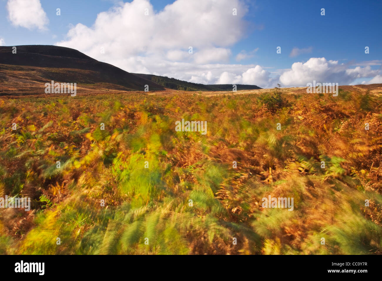 Bracken hills hi-res stock photography and images - Alamy