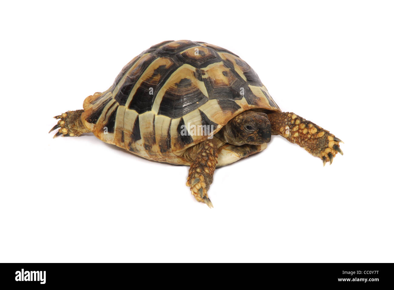 A studio photograph of a tortoise Stock Photo - Alamy
