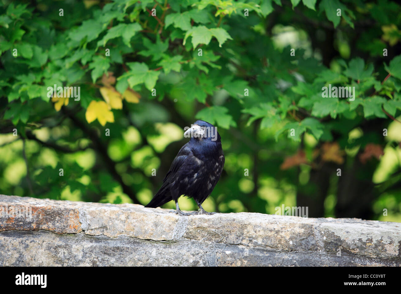 Rook wall hi-res stock photography and images - Alamy