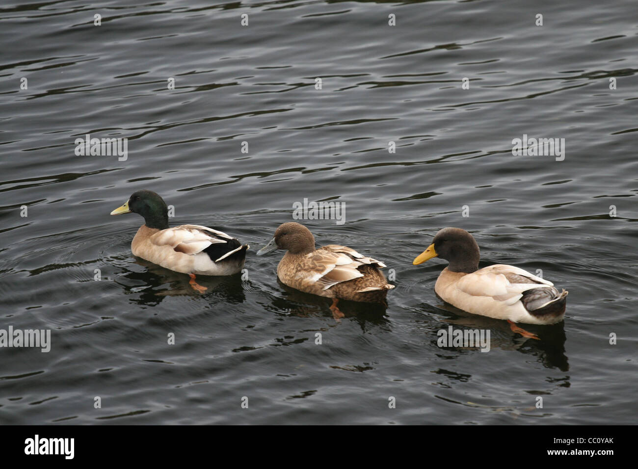 Three ducks hi-res stock photography and images - Alamy