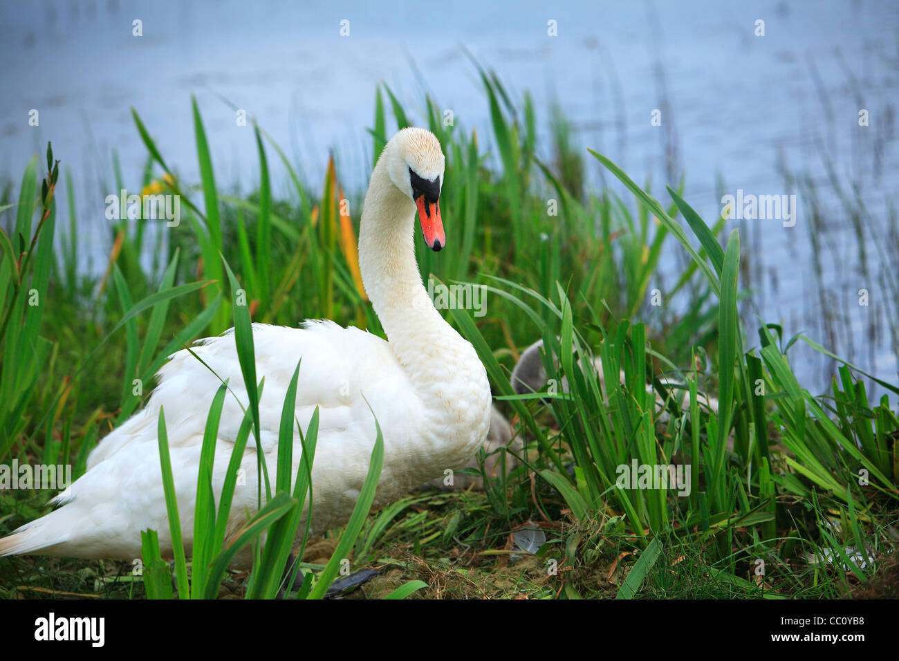 Adult mute swan sitting on nest . Sligo. Ireland Stock Photo - Alamy