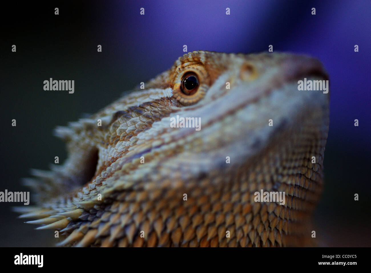 Pogona vitticeps hi-res stock photography and images - Alamy
