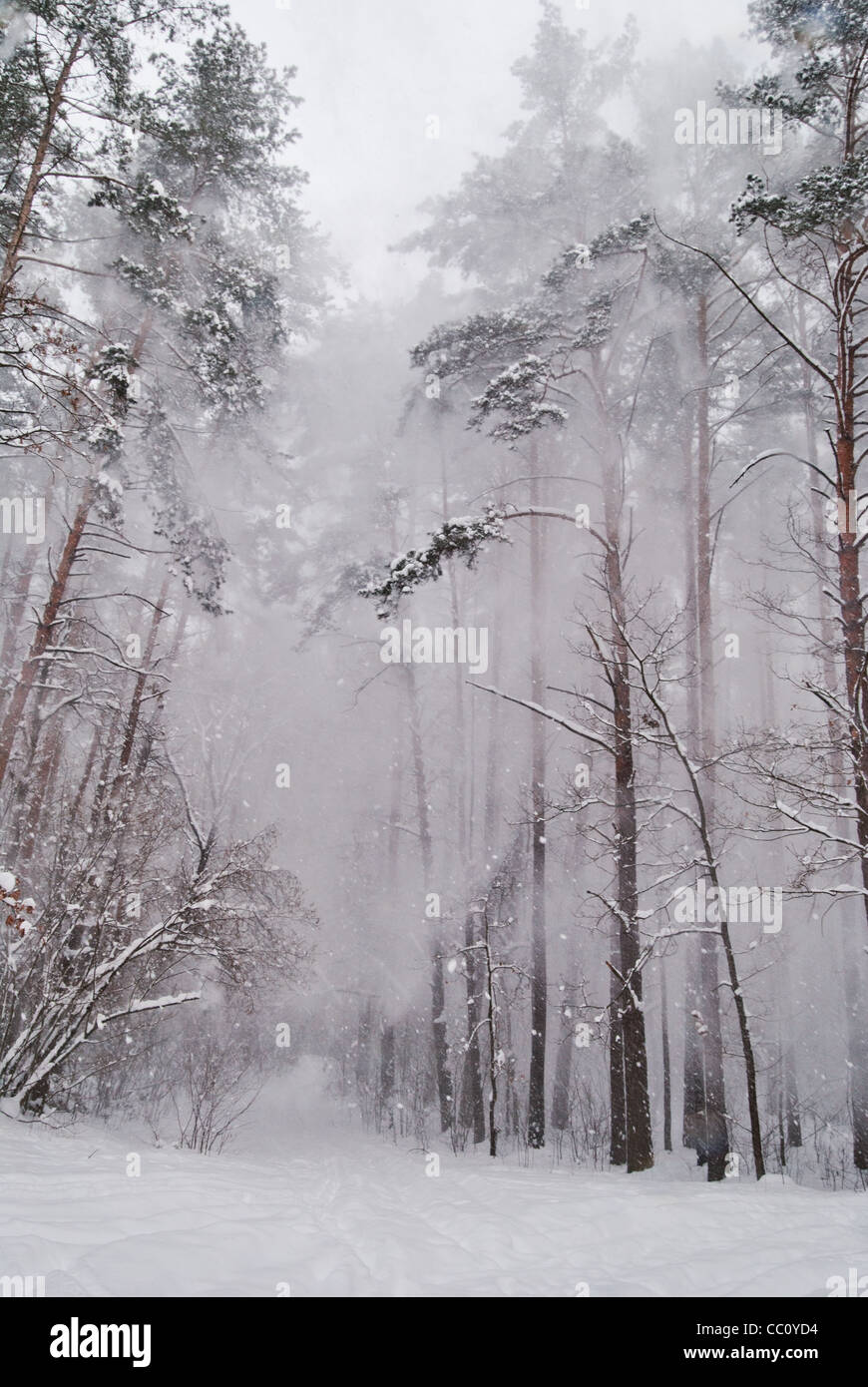 Snow falling in the forest Stock Photo - Alamy