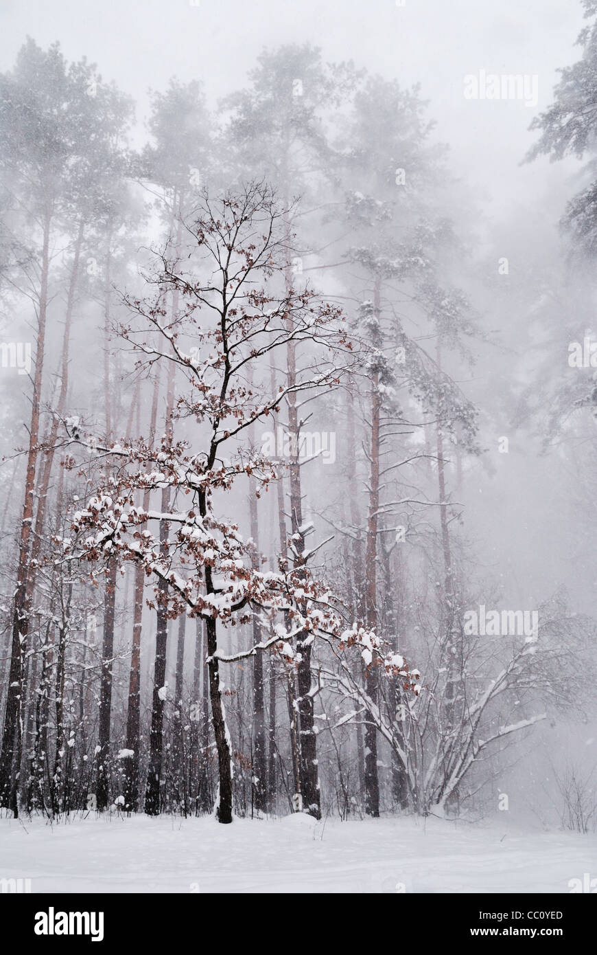 Snow falling in the forest Stock Photo - Alamy