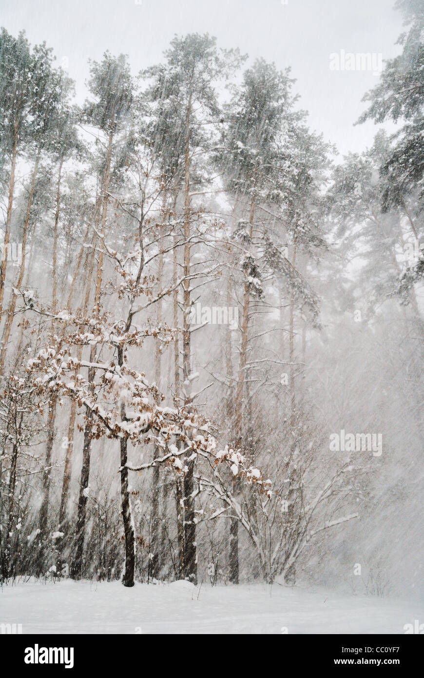 Snow falling in the forest Stock Photo - Alamy