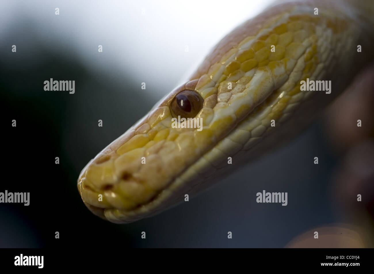 Yellow piton hi-res stock photography and images - Alamy