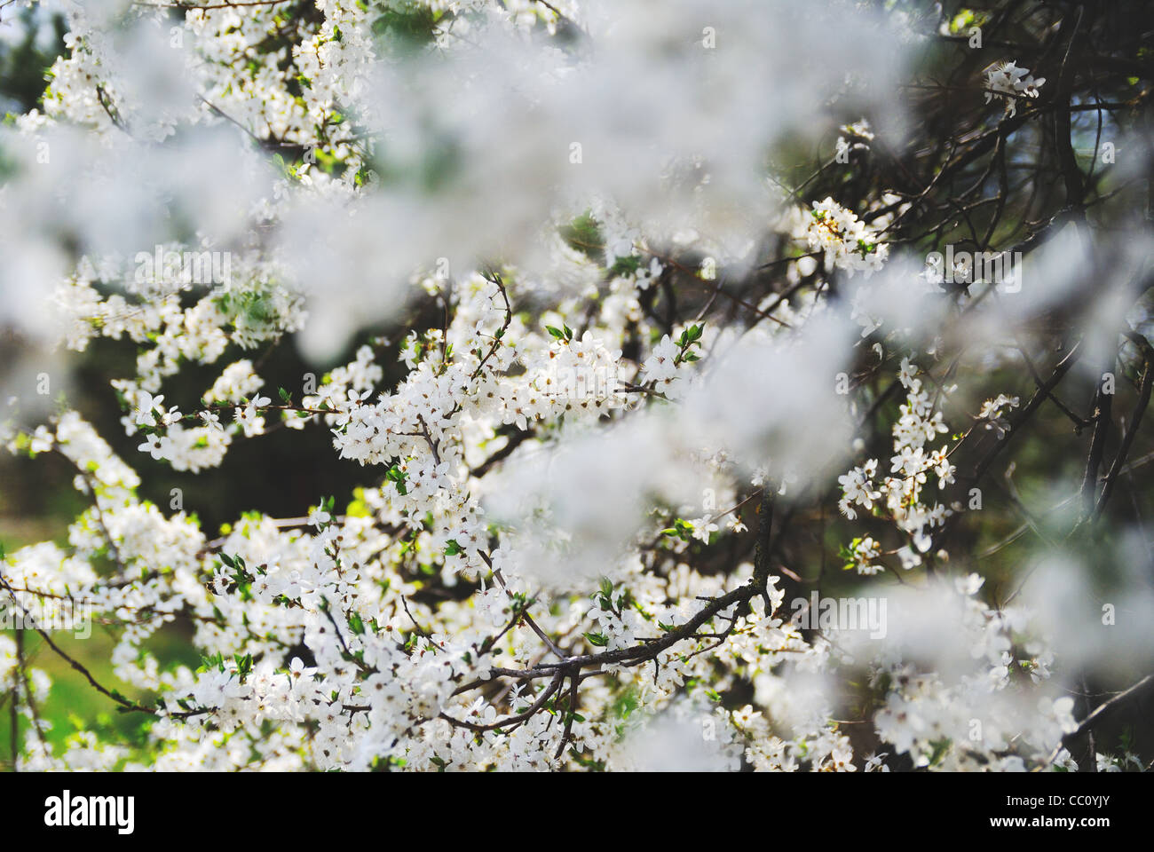 Cherry blossom, Ukraine Stock Photo - Alamy