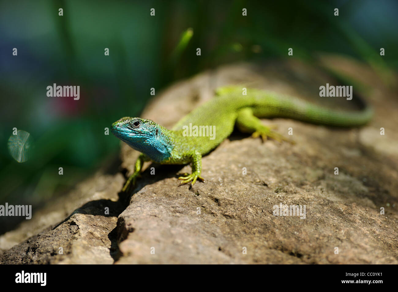 Green lizard on the rock Stock Photo - Alamy