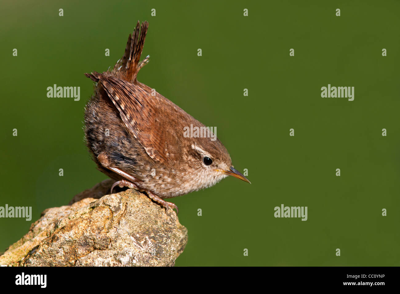 Rock wren hi-res stock photography and images - Alamy