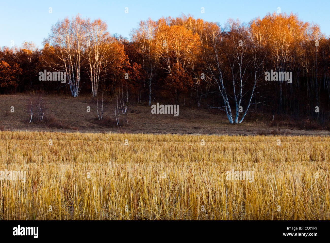Autumn trees in Inner Mongolia Stock Photo - Alamy