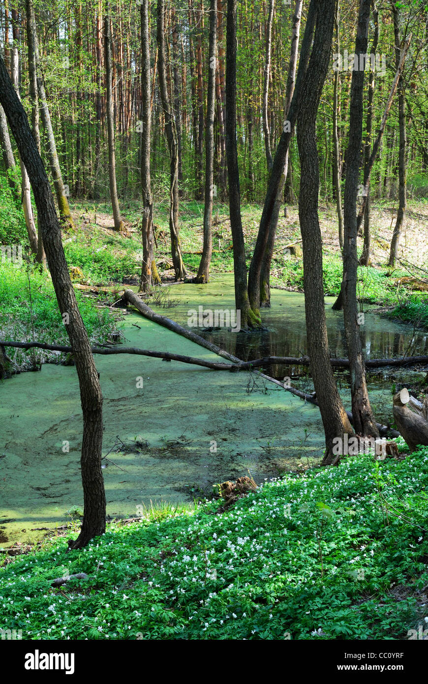 Summer forest, Ukraine Stock Photo - Alamy