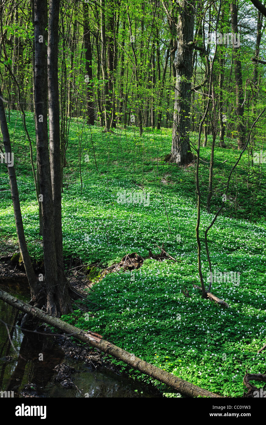 Forest in Spring, Ukraine Stock Photo - Alamy