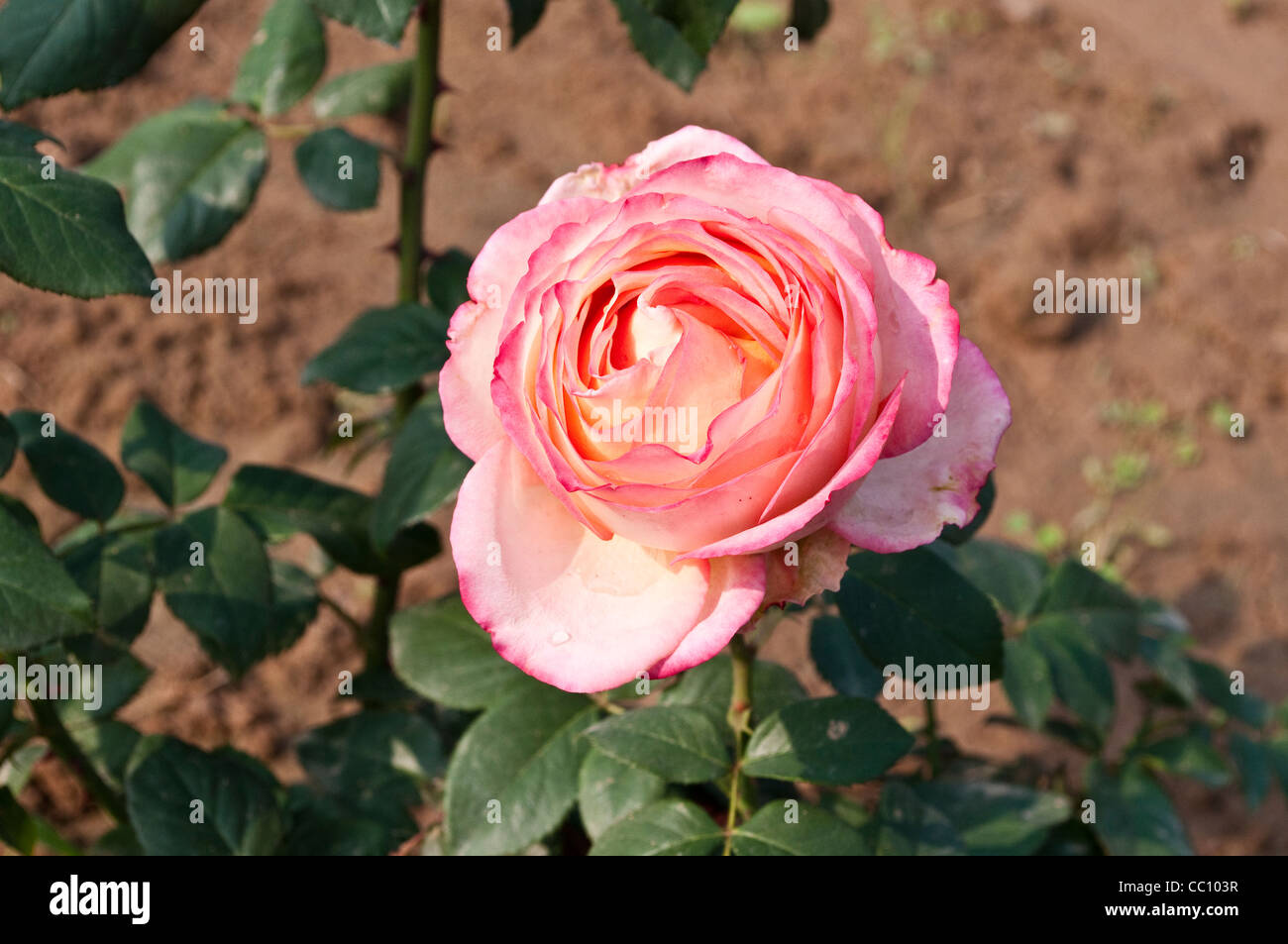 Rose garden india hi-res stock photography and images - Alamy