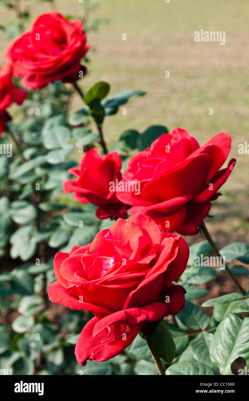 Rose garden india hi-res stock photography and images - Alamy