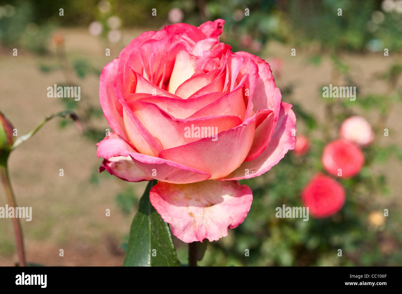 American pride hi-res stock photography and images - Alamy