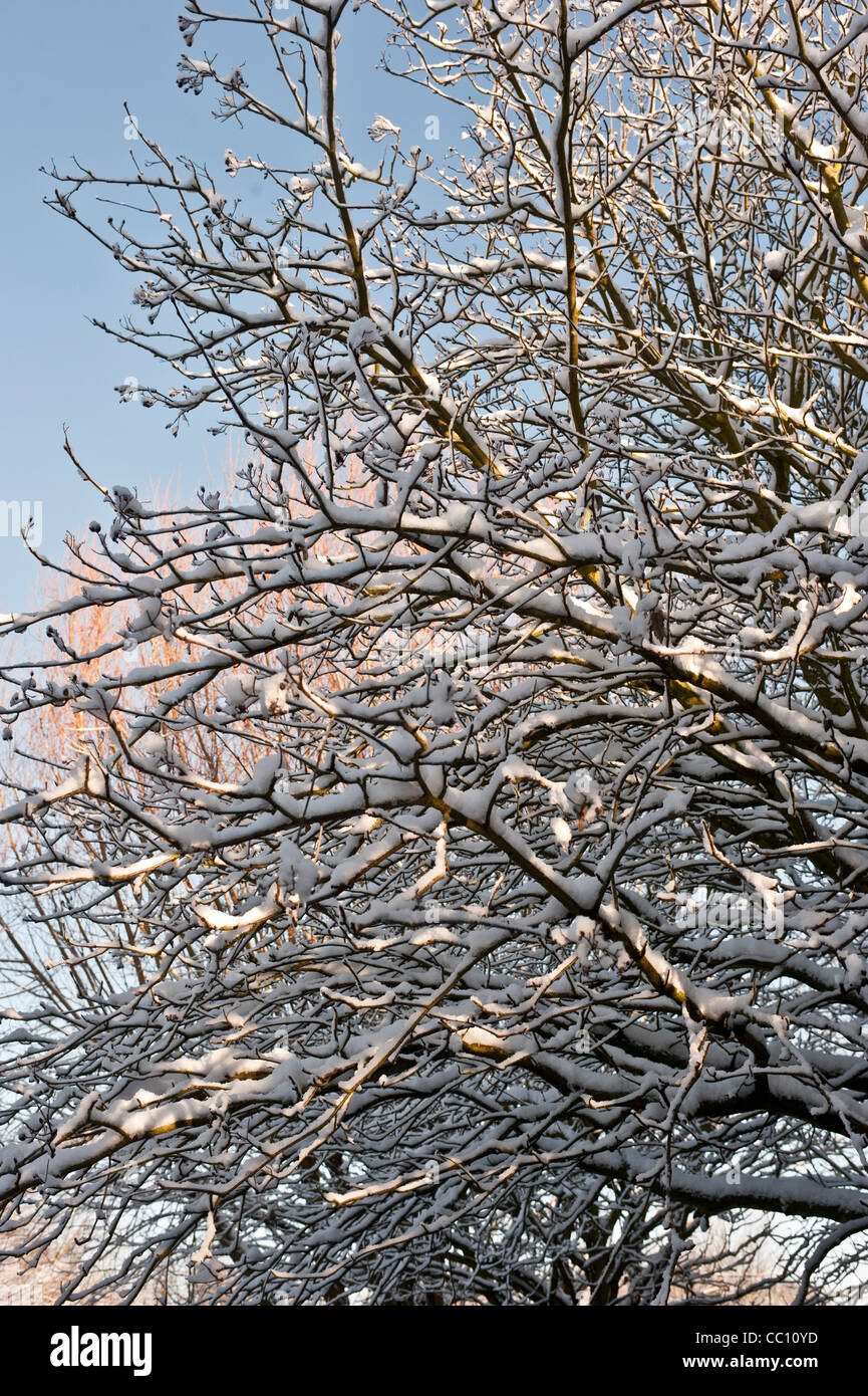 Snow covered tree branches against a blue sky Stock Photo - Alamy