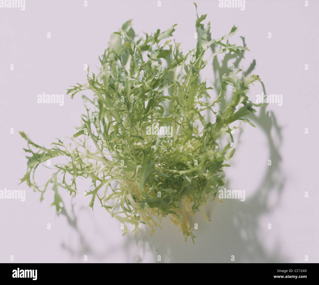 Cut out: Lettuce Stock Photo - Alamy